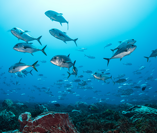 How to use implicit association to measure brand health